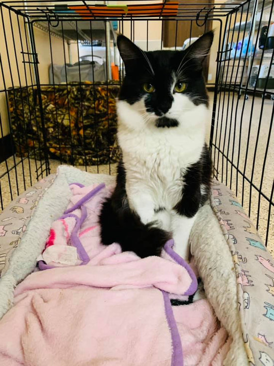 ABOUT SPAY OKLAHOMA – Spay Oklahoma