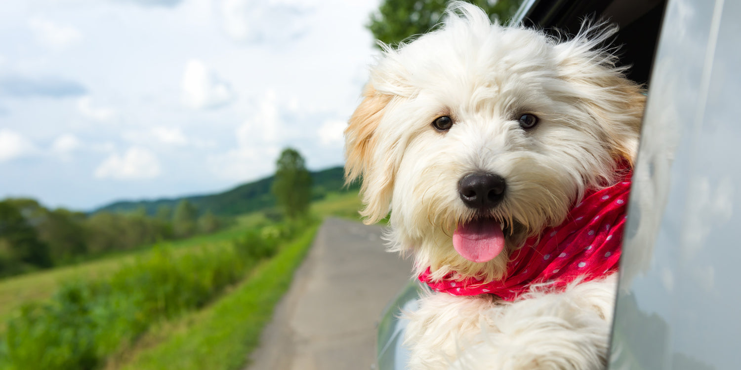 Services & Cost – Spay Oklahoma