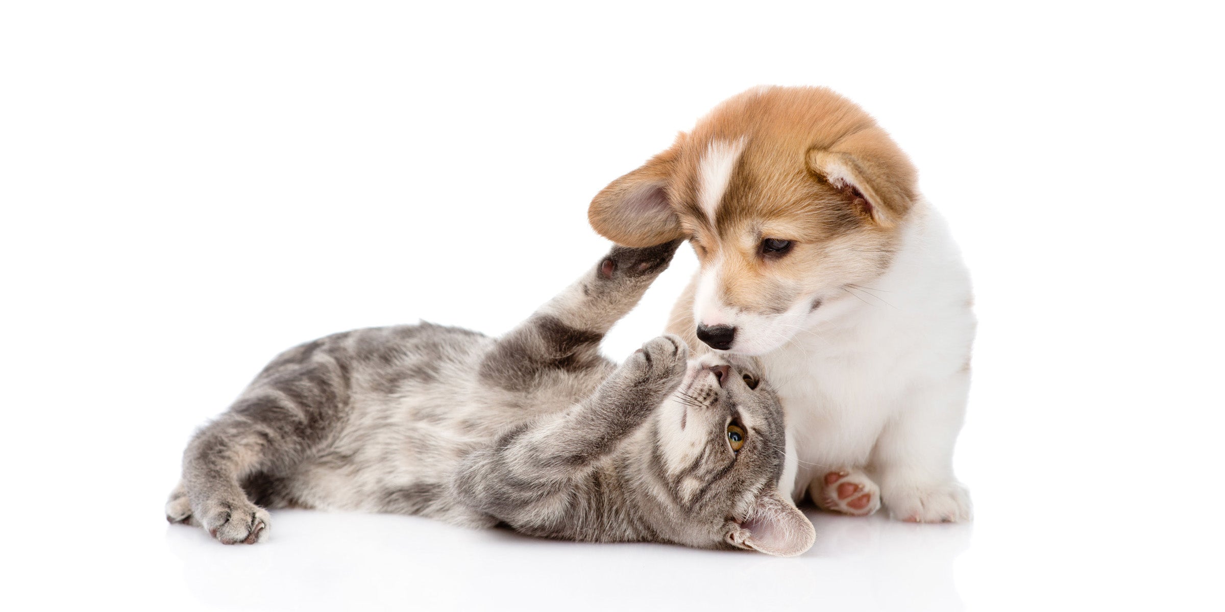 DONATE – Spay Oklahoma