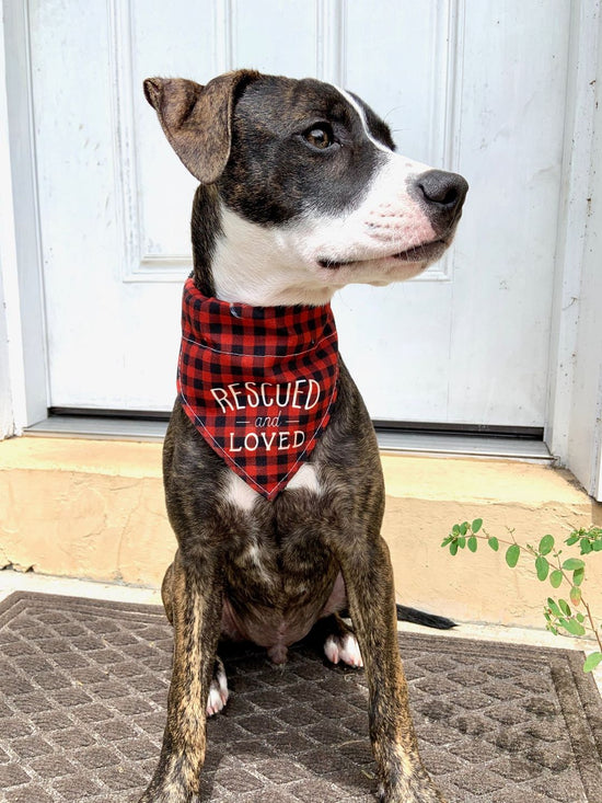 ABOUT SPAY OKLAHOMA – Spay Oklahoma