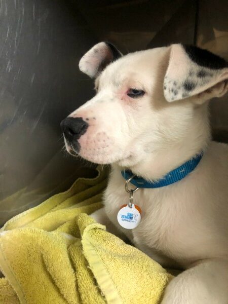 DONATE – Spay Oklahoma